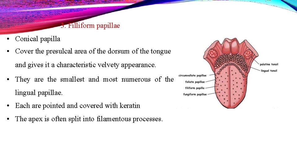 TONGUE MUSCLES INNERVATIONS INTRODUCTION Tongue is a muscular