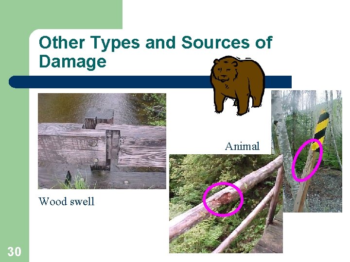 TRAIL BRIDGE INSPECTION TIMBER DETERIORATION DECAY 1 TIMBER