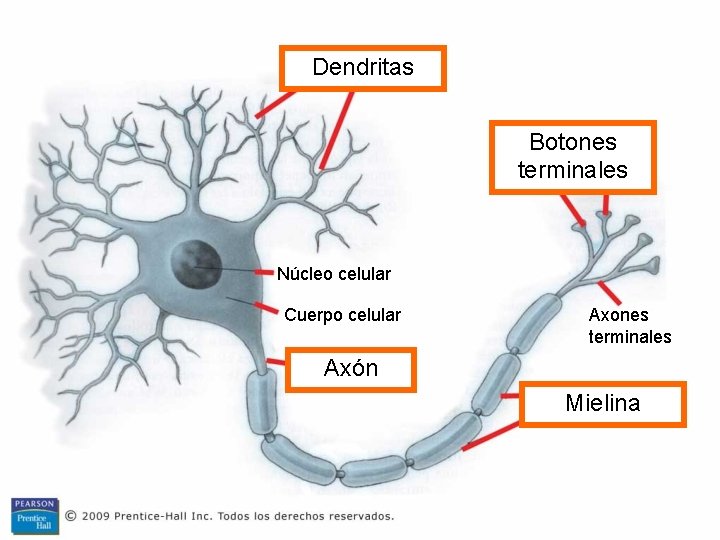 Dendritas Botones terminales Ncleo celular Cuerpo celular Axones