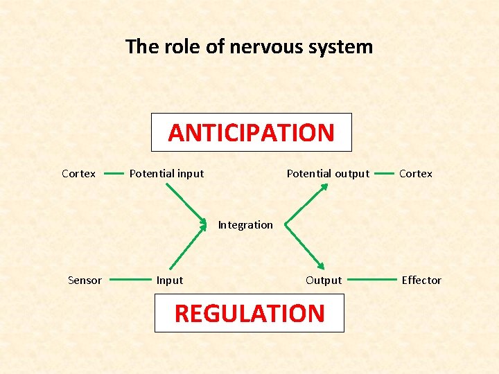 Regulation in cardiovascular system The role of nervous