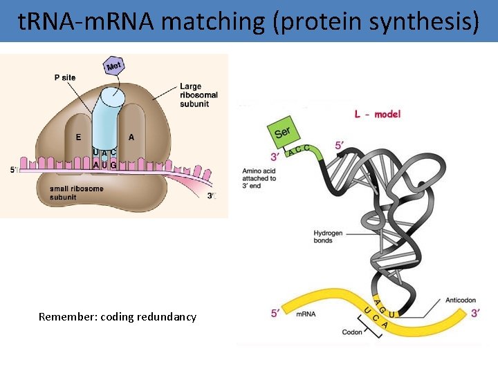 Kinetic proofreading t RNA Ribosome analogy J J