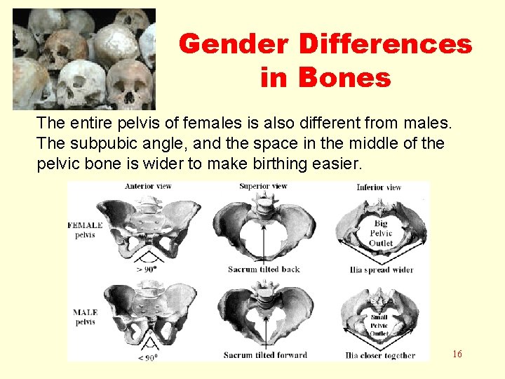 Chapter 12 Human Remains There is a brief