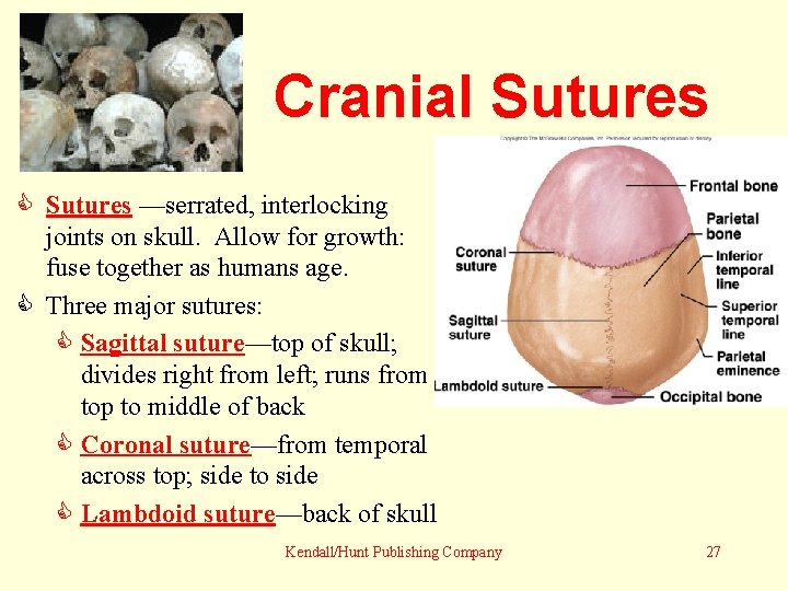 Chapter 12 Human Remains There is a brief