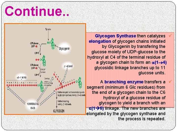 Glycogen Metabolism Dr Sooad AlDaihan Biochemistry department Glycogen