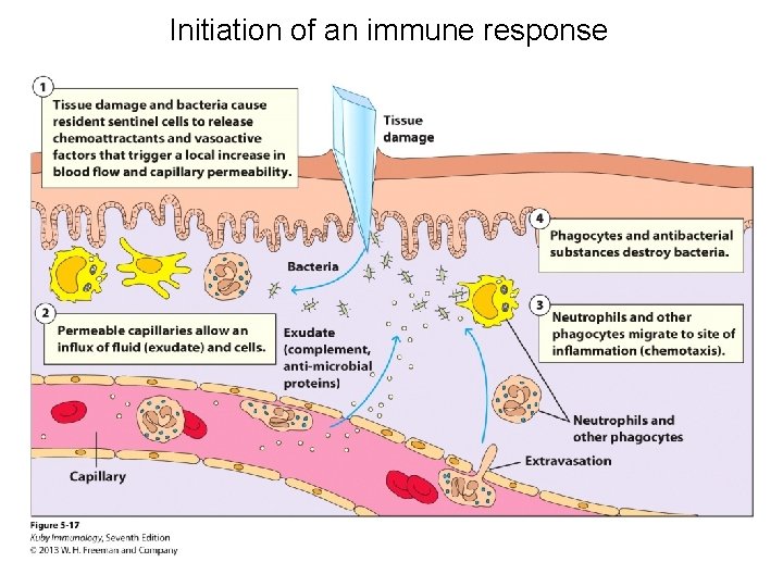 Overview of the Immune System Zoran Galic Ph