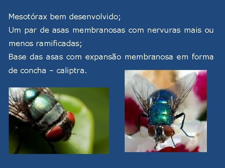 Ordem Diptera Di Duas e ptera asas Asas