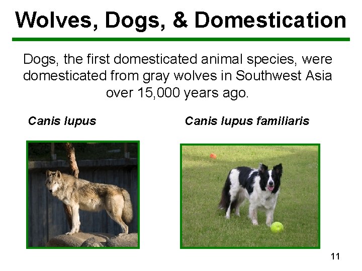 Breeding Belyaevs Pets Domestication Evolution and the FarmFox