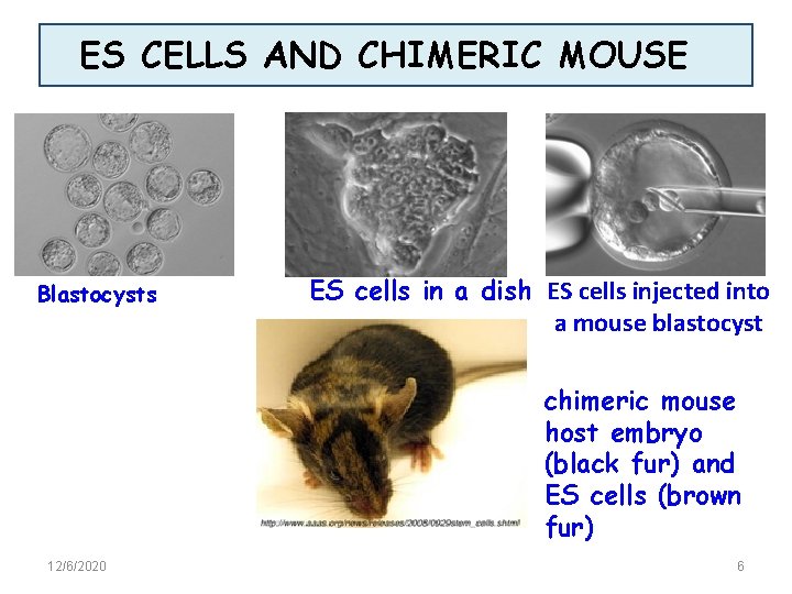 Genome Editing BMMB 551 Genomics Lesson 12 presentation