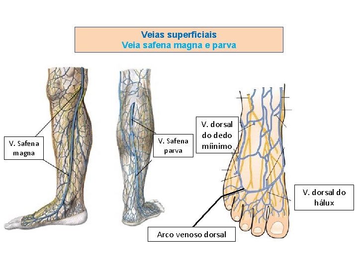 ANATOMIA TOPOGRFICA DOS MEMBROS INFERIORES AULA 9 Drenagem