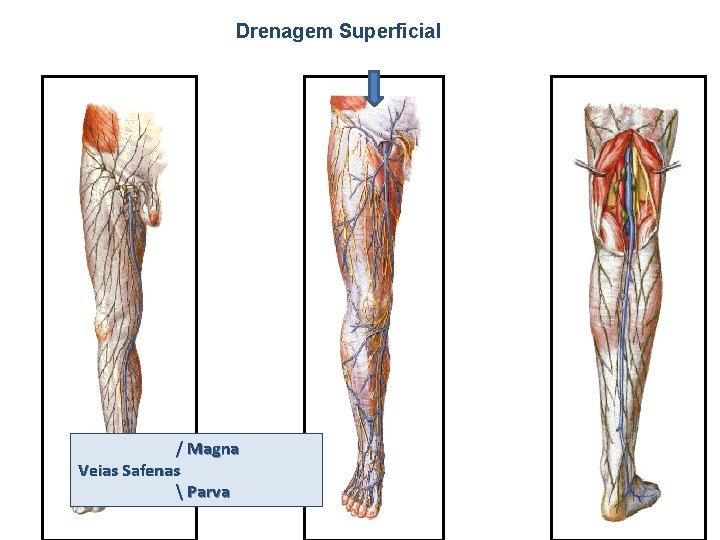 ANATOMIA TOPOGRFICA DOS MEMBROS INFERIORES AULA 9 Drenagem