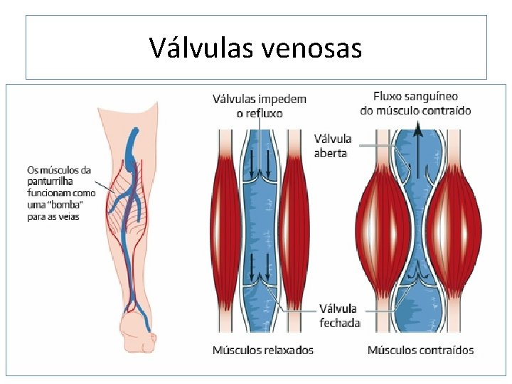 ANATOMIA TOPOGRFICA DOS MEMBROS INFERIORES AULA 9 Drenagem