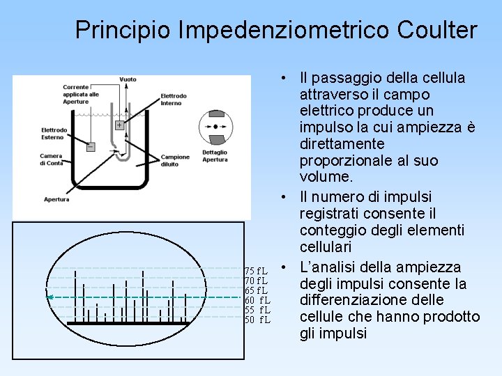 Lesame emocromocitometrico EE tra gli esami di laboratorio