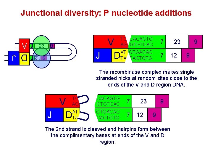The Molecular Genetics of Immunoglobulins Dr Colin R