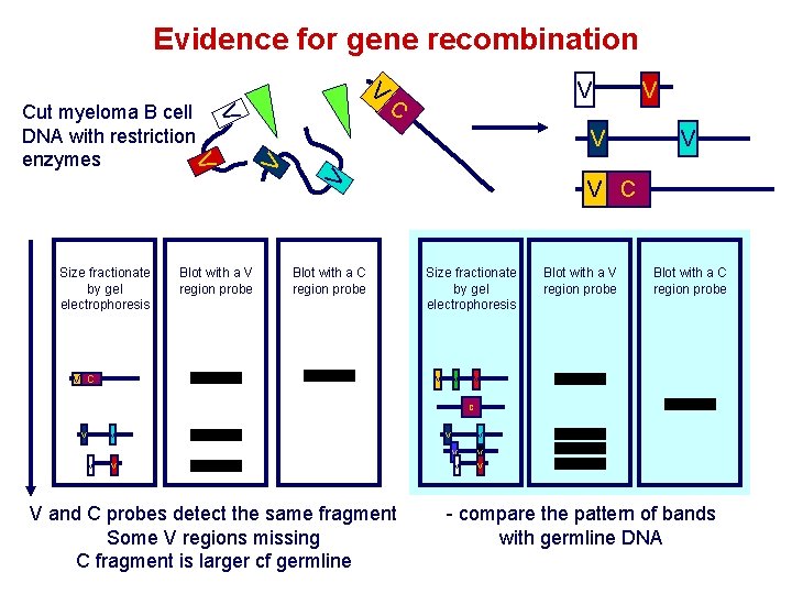 The Molecular Genetics of Immunoglobulins Dr Colin R