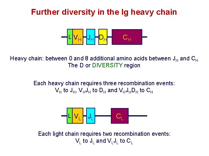 The Molecular Genetics of Immunoglobulins Dr Colin R
