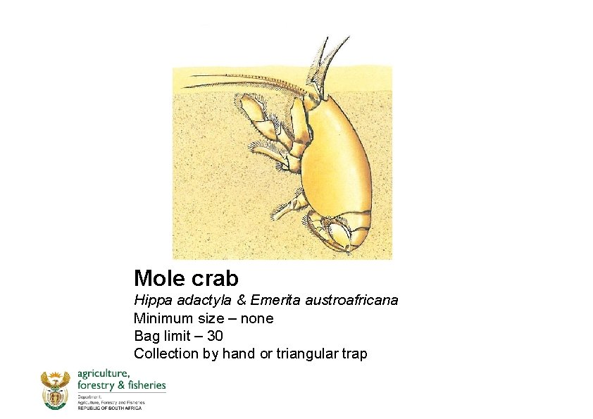Shellfish and Bait Organisms List Illustration Minimum size