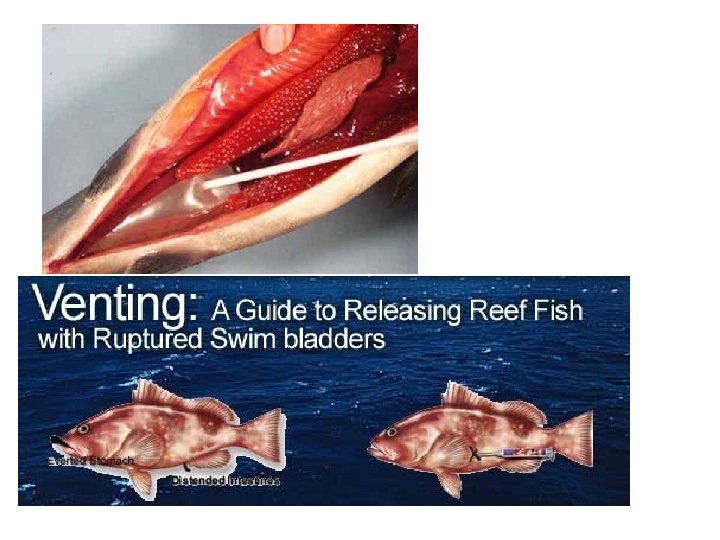 Osteichthyes 27 000 bony fishes 13 000 herps