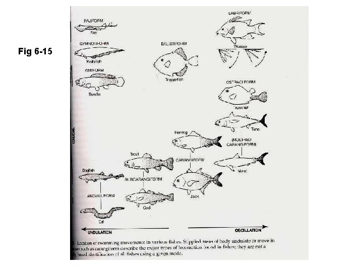Osteichthyes 27 000 bony fishes 13 000 herps