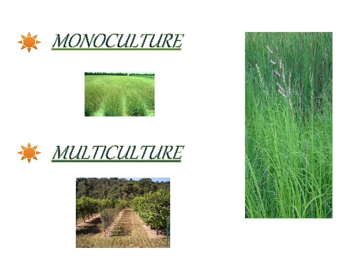 TANAMAN CAMPURAN RUMPUT DAN LEGUM MONOCULTURE MULTICULTURE MONOCULTURE