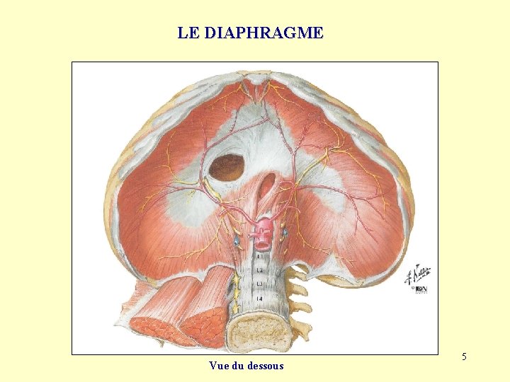 LES MUSCLES RESPIRATOIRES Service de rhabilitation respiratoire CH