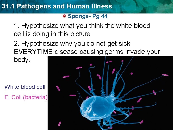 31 1 Pathogens and Human Illness Sponge Pg