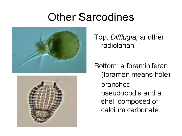 Chapter 11 Kingdom Protista Kingdom Protista is subdivided