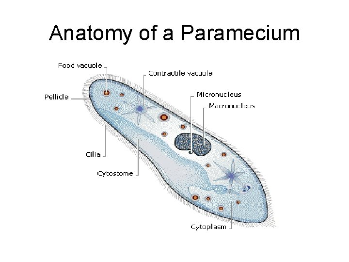 Chapter 11 Kingdom Protista Kingdom Protista is subdivided