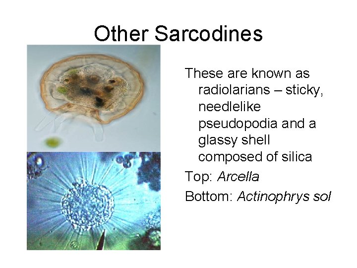 Chapter 11 Kingdom Protista Kingdom Protista is subdivided
