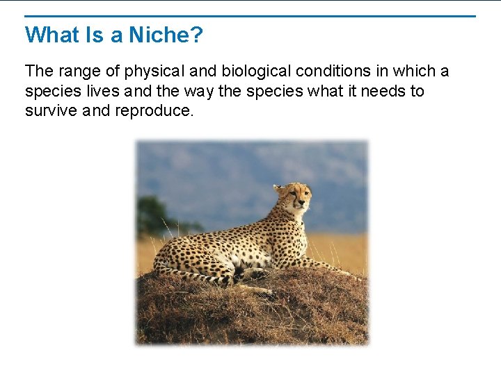 Niches and Community Interactions Learning Objectives Define niche