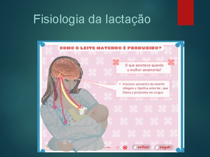 PROMOO DO ALEITAMENTO MATERNO Anatomia da mama Fisiologia