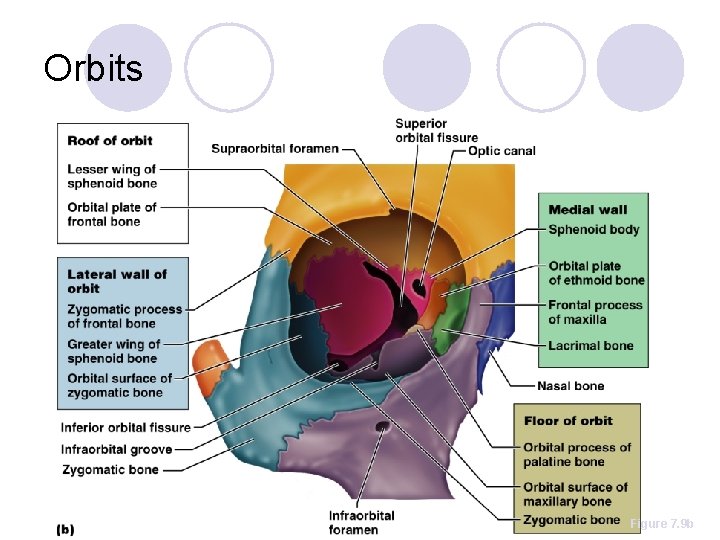 Orbits l Bony cavities in which the eyes