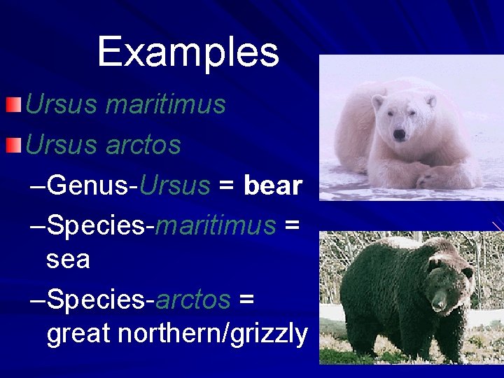 Classification Taxonomy What do YOU call this animal