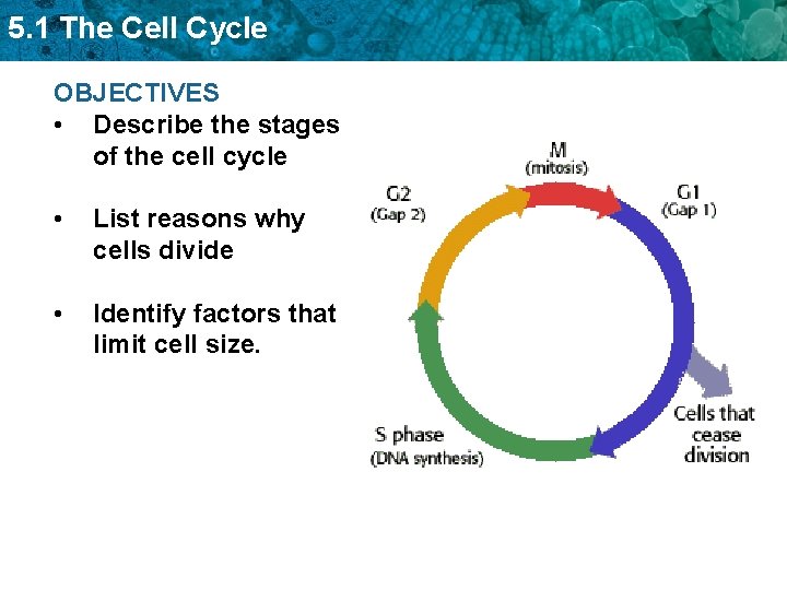 5 1 The Cell Cycle KEY CONCEPT Cells