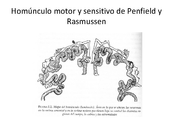 Neuroanatoma Ubicacin del cerebro Ubicacin del cerebro Cisura