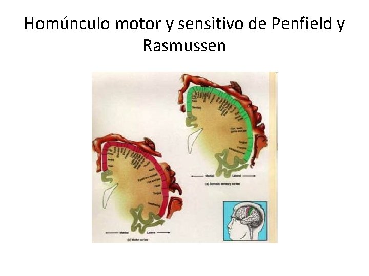 Neuroanatoma Ubicacin del cerebro Ubicacin del cerebro Cisura