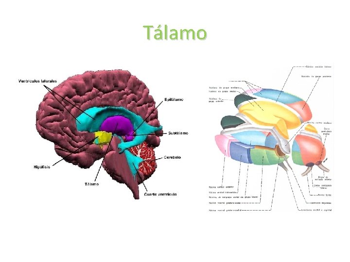 Neuroanatoma Ubicacin del cerebro Ubicacin del cerebro Cisura