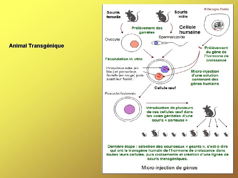 Les OGM Organismes Gniaux et Merveilleux Organismes Gntiquement