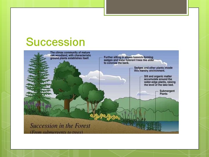 Temperate Deciduous Forest By Michelle Cilli Olivia Montero