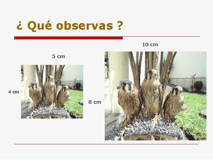 SEMEJANZA Descripcin Dos figuras son semejantes cuando tienen