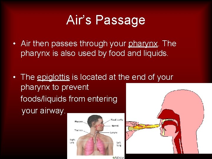 The Respiratory System What is Respiration Respiration is