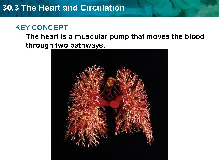 30 3 The Heart and Circulation KEY CONCEPT
