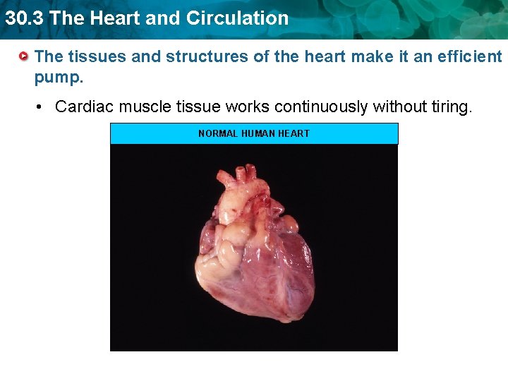 30 3 The Heart and Circulation KEY CONCEPT