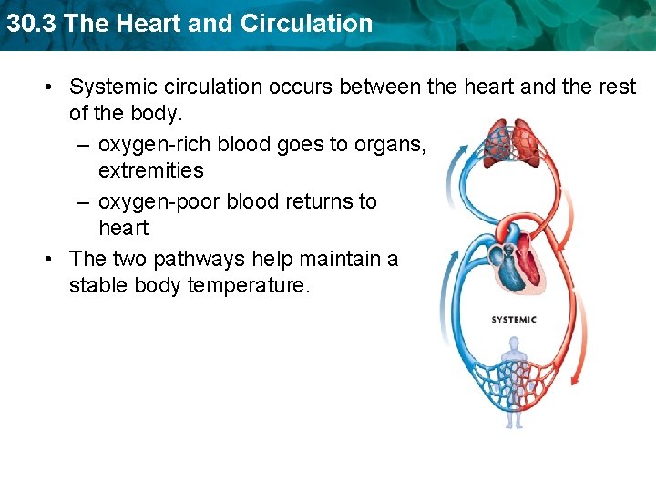 30 3 The Heart and Circulation KEY CONCEPT