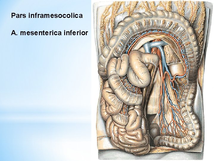 HEPAR Facies diaphragmatica pars superior area nuda pars
