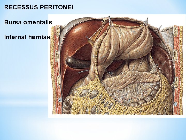 HEPAR Facies diaphragmatica pars superior area nuda pars