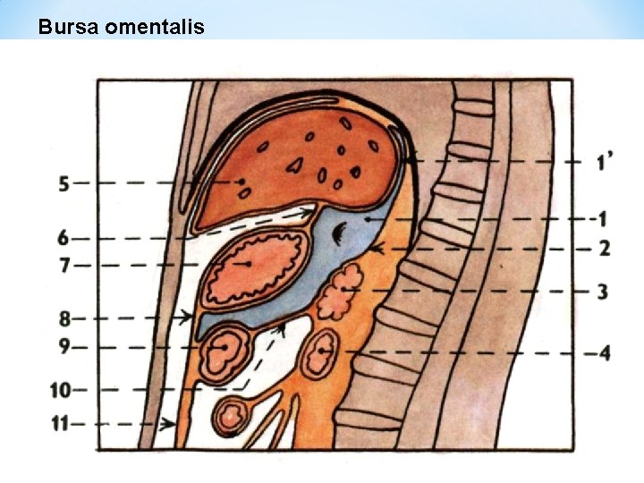 HEPAR Facies diaphragmatica pars superior area nuda pars