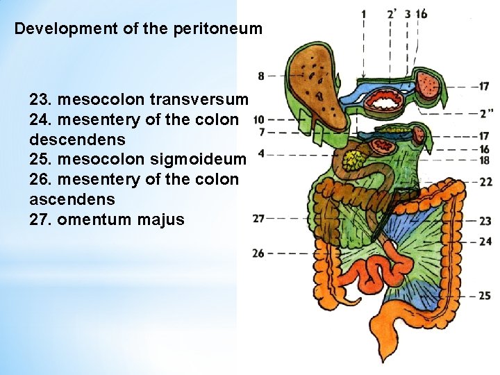 HEPAR Facies diaphragmatica pars superior area nuda pars