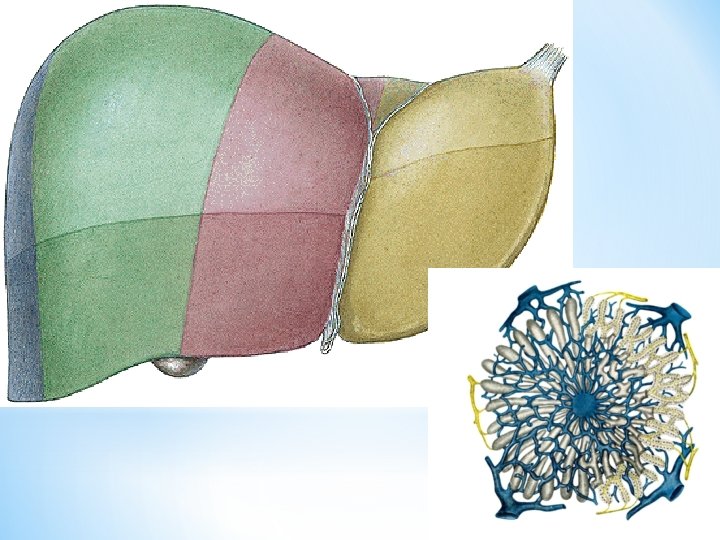 HEPAR Facies diaphragmatica pars superior area nuda pars