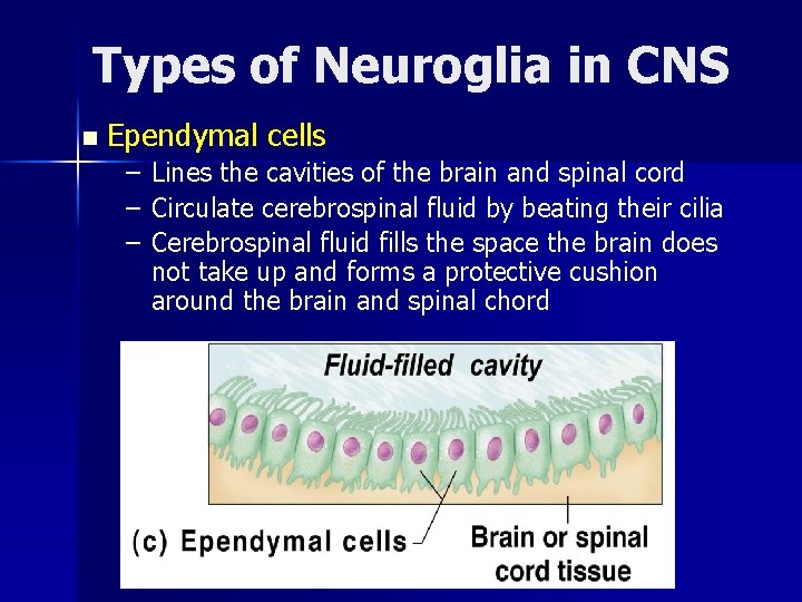 Histology of Nervous Tissue Neuroglia n Neurons n