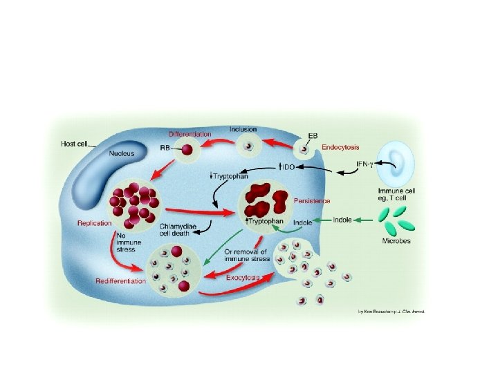 Bacterias intracelulares Obligadas y opcionales Bacterias ...